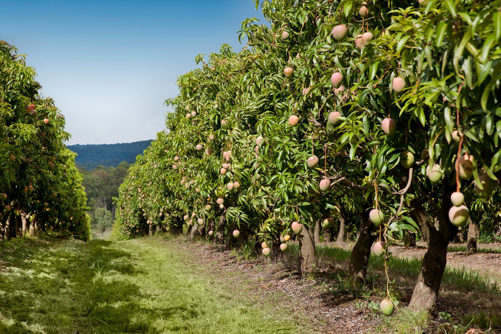 About Maldamango - Your Source for Organic Mangoes