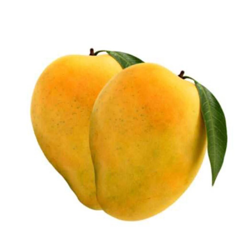 Safeda Mango Supplier - Sweet & Juicy Delights in Delhi/NCR